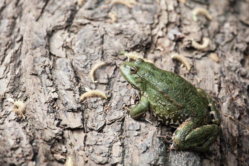 Big green frog stock image. Image of close, single, tree - 45717161