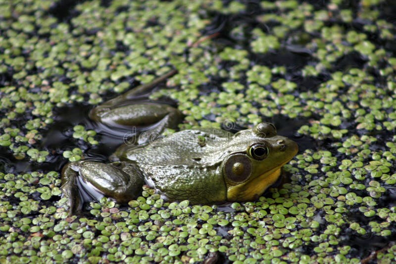 Big Frog stock photo. Image of pond, surface, water - 281784596