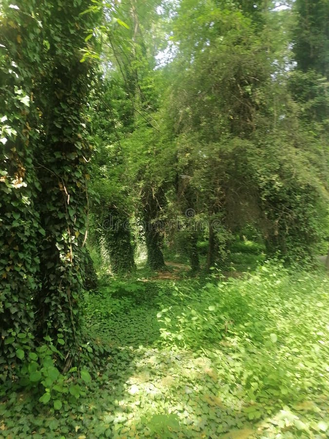 A Big Green Garden with a Few Tree and Some Grabs on the Flor. it so ...