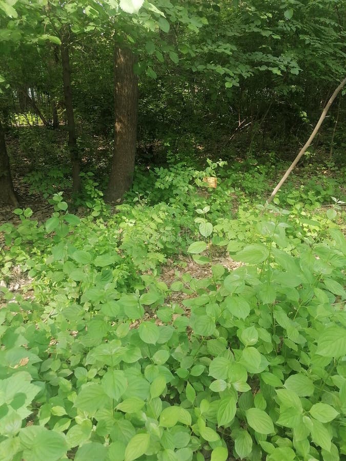 A Big Green Garden with a Few Tree and Some Grabs on the Flor. it so ...