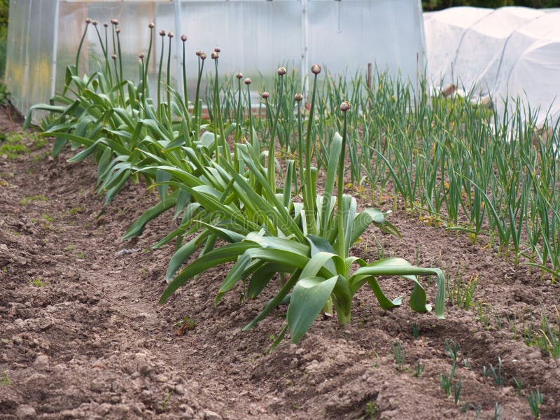 Big Green Garlic Growing in the Beds Stock Image - Image of farmland ...