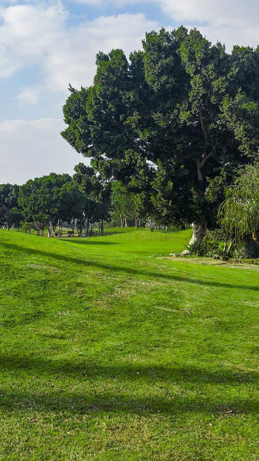 Big Green Golf Park in Cairo, Egypt. Palms in the Park Stock Image ...