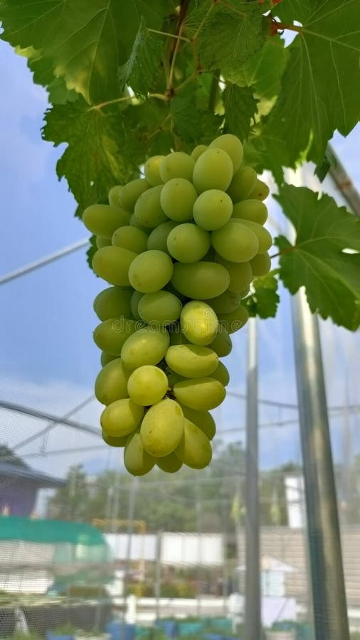 The big green grape stock image. Image of berry, crop - 212554501