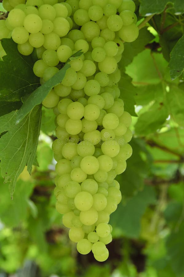 The big green grapes stock image. Image of green, copy - 29420035