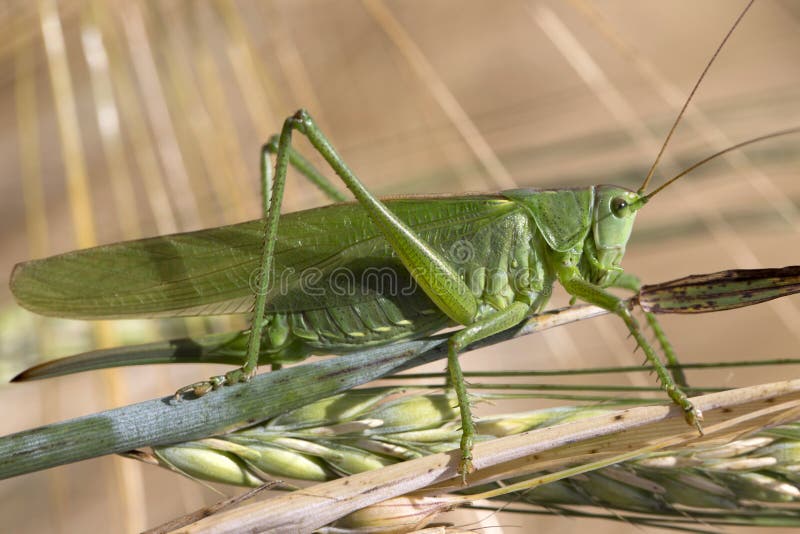 Big Green Grasshopper on the Corn Spike, Macro View Stock Image - Image ...
