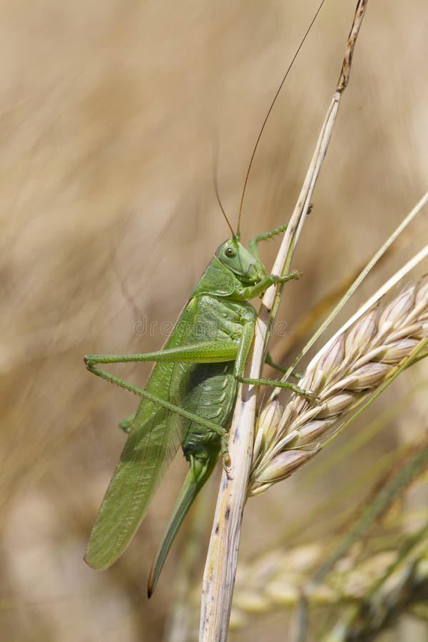 Big Green Grasshopper on the Corn Spike, Macro View Stock Photo - Image ...