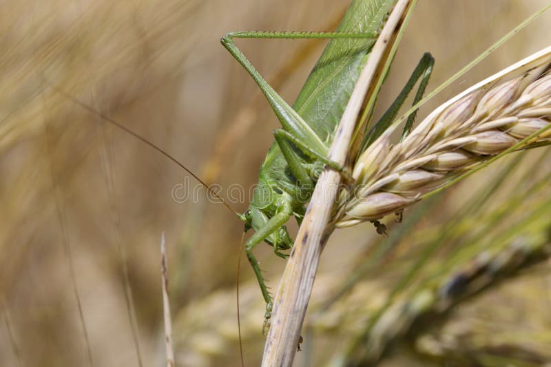 Big Green Grasshopper on the Corn Spike, Macro View Stock Image - Image ...