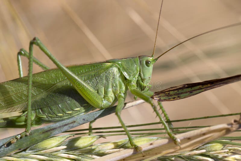 Big Green Grasshopper on the Corn Spike, Macro View Stock Image - Image ...