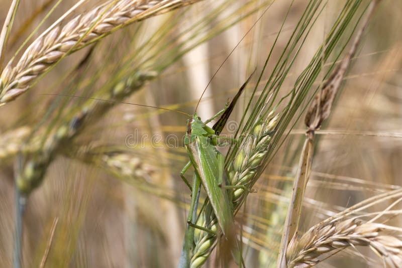 Big Green Grasshopper on the Corn Spike, Macro View Stock Photo - Image ...