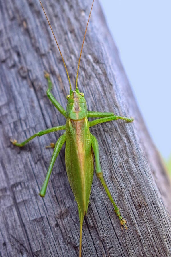 Big Green Grasshopper on Log Closeup Insect Stock Photo - Image of ...