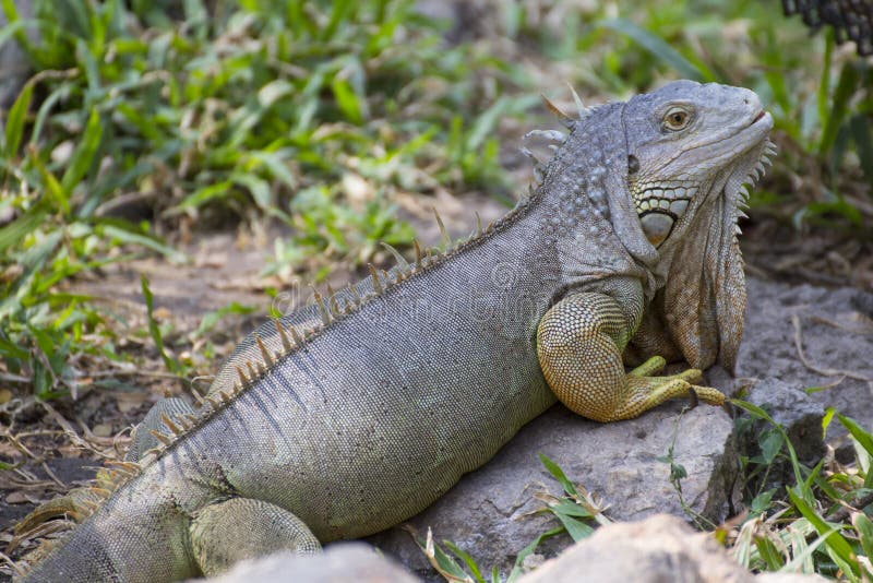 Big green iguana stock photo. Image of green, iguana - 49639586