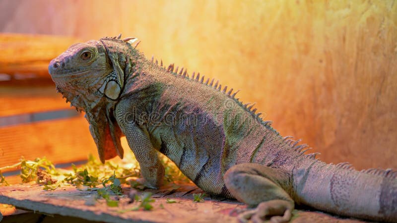 Big Green Iguana 4k stock video. Video of wild, dragon - 307707117