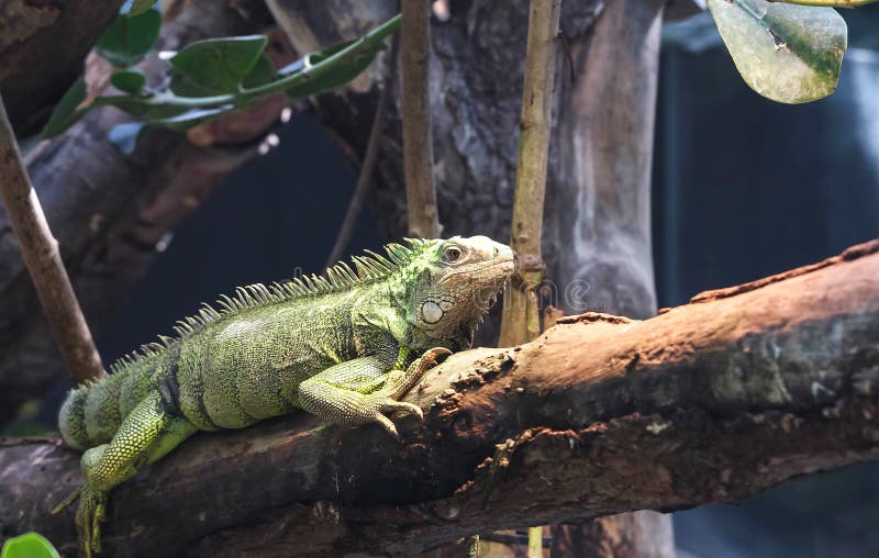 A Big Green Iguana on Tree Branch. Stock Photo - Image of lizard ...