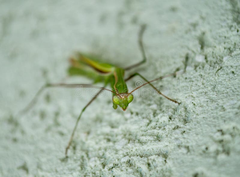 Eye to eye with mantis stock image. Image of shrimp, insect - 99816779