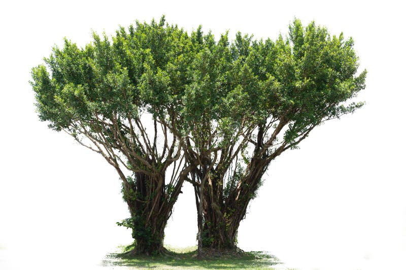 4,846 Juniper Tree White Background Stock Photos - Free & Royalty-Free ...