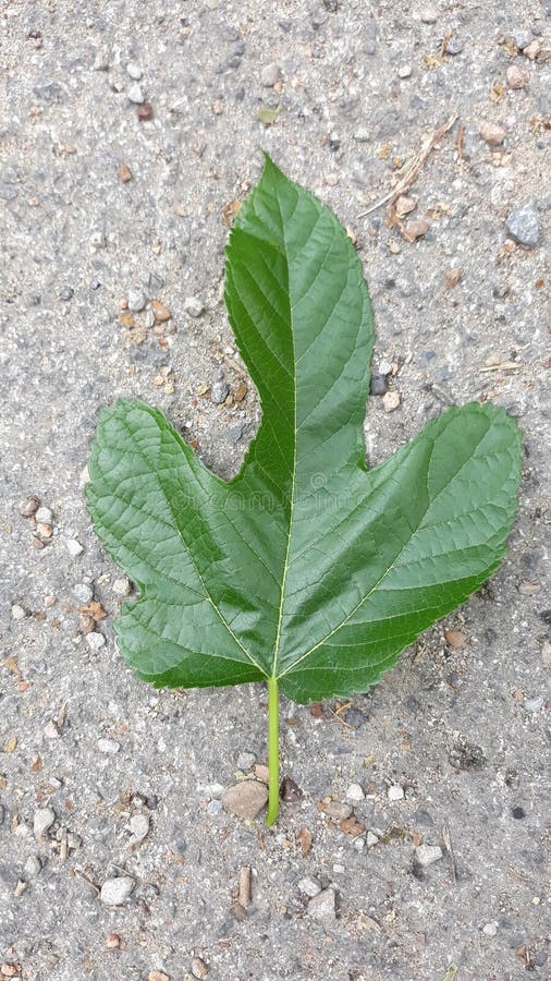 Big Green Leaf stock image. Image of deciduous, branch - 222566811