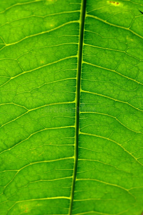 Big green leaf stock photo. Image of gardens, plant, colorful - 2659694