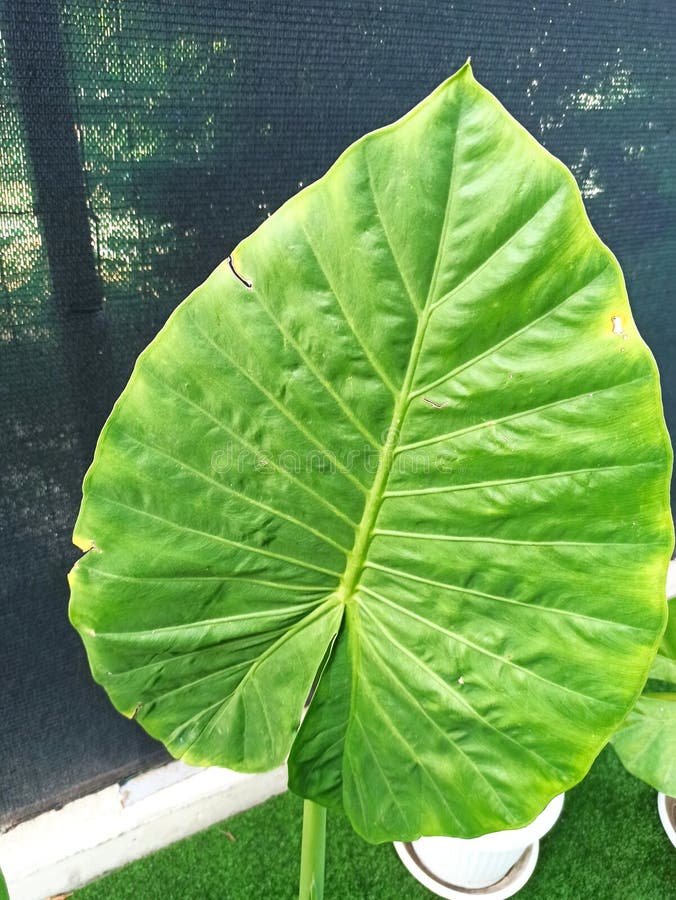 Big Green Leaf with Beautiful Structure in the Summer Garden Stock ...
