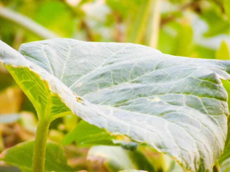 Big leaf stock photo. Image of greenery, gardening, leaf - 126256890