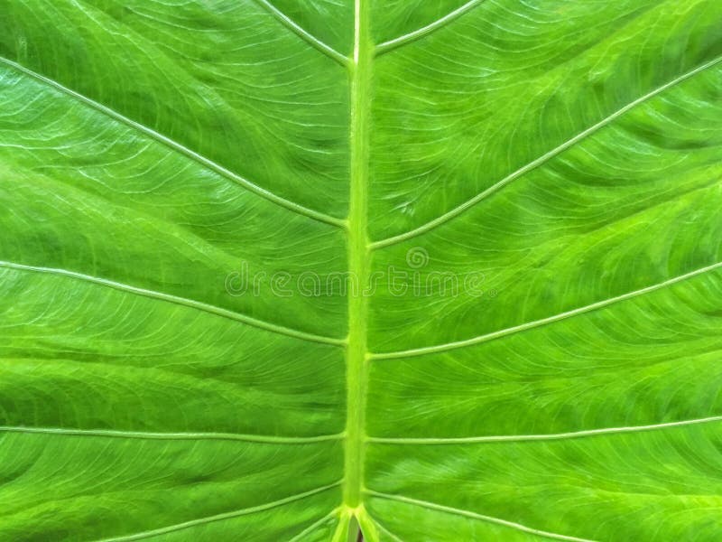 Big green leaf stock image. Image of ecology, element - 106757481