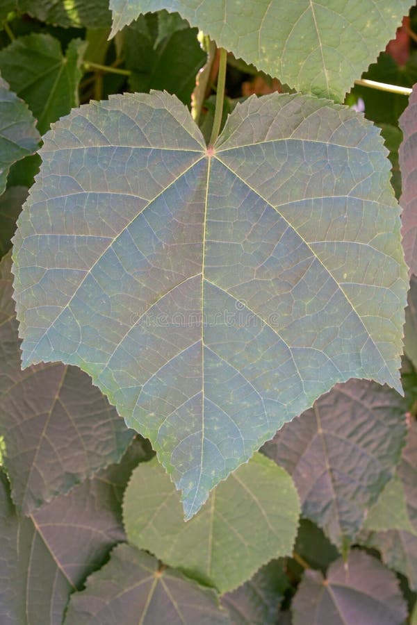 Big green leaf stock photo. Image of dark, color, leaves - 122687034
