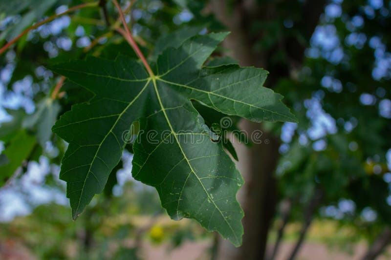 Big and Green Leaf of Maple at Home Stock Photo - Image of woodland ...