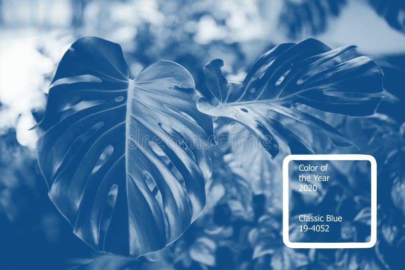 Big Green Leaf of Monstera Plant, with Blue Toned Editorial Stock Photo ...