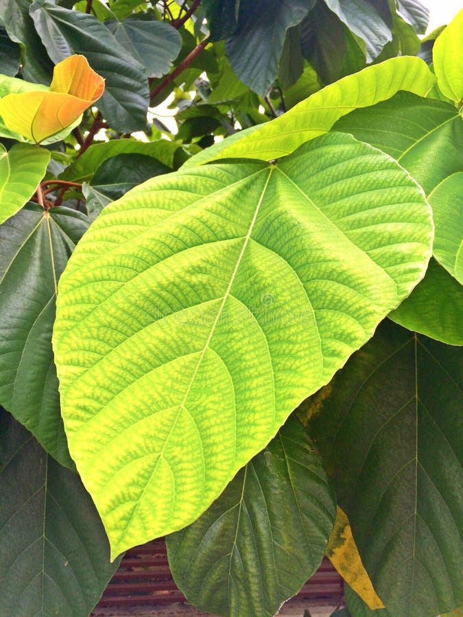 Big green leaf stock image. Image of shrub, tropical - 54521467