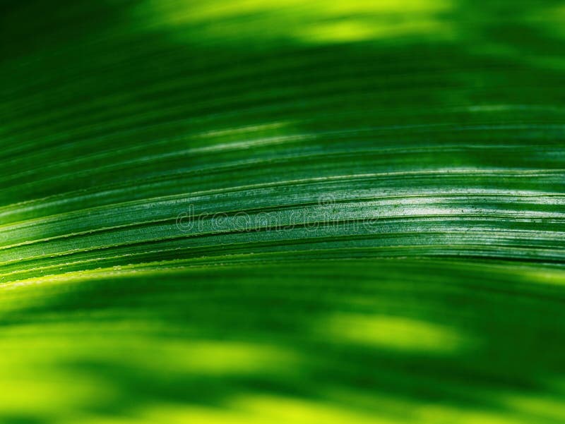 Big Green Leaf Structure Lines Texture Stock Image - Image of petal ...