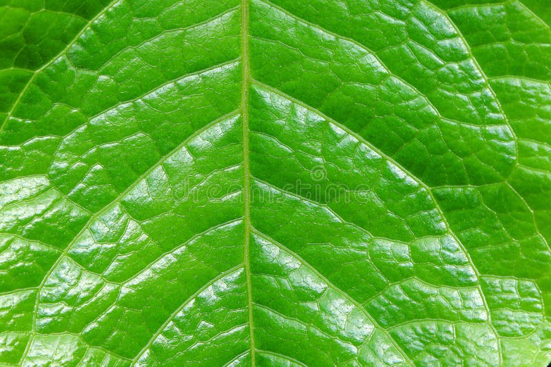 A Big Green Leaf Texture, Background. Wild Nature Stock Image - Image ...