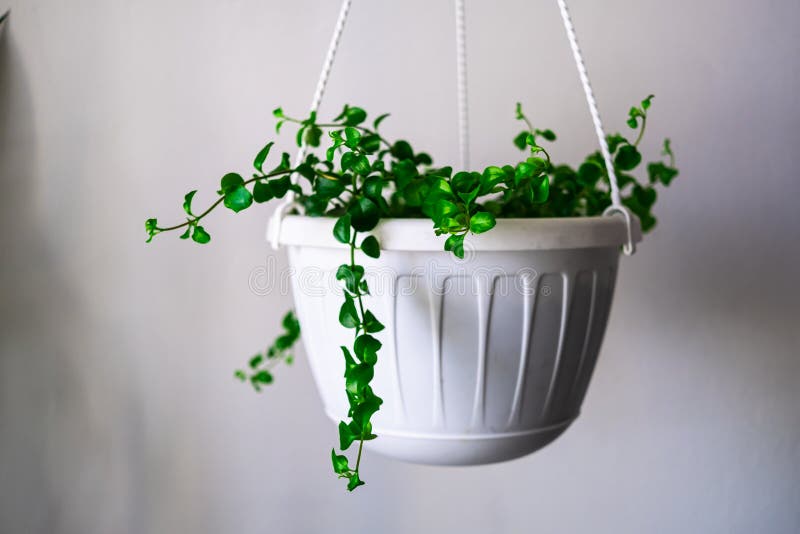 Big Green Leaf Texture in Pot Stock Photo - Image of leaf, garden ...