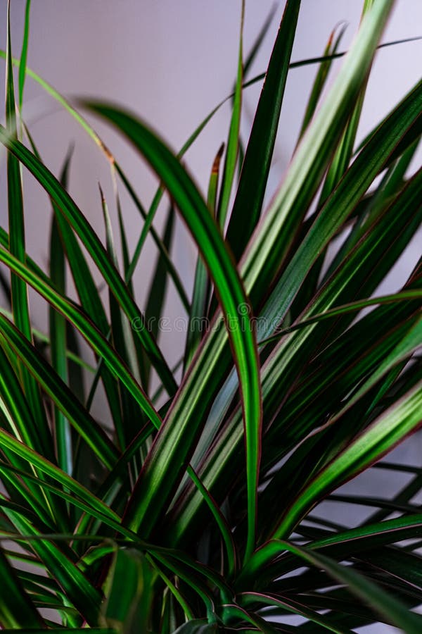 Big Green Leaf Texture in Pot Stock Photo - Image of design, beautiful ...
