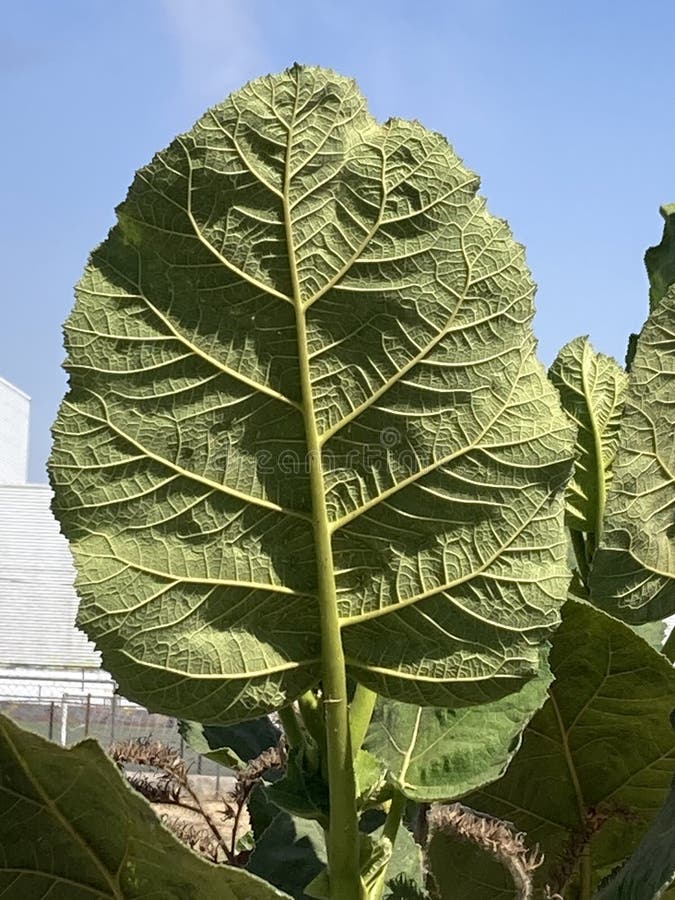 Big Green Leaf with Veins and Texture, Big Leaf Concept Stock Photo ...