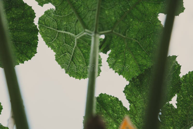 Big Green Leaf of Zucchini Bottom View Stock Photo - Image of food ...