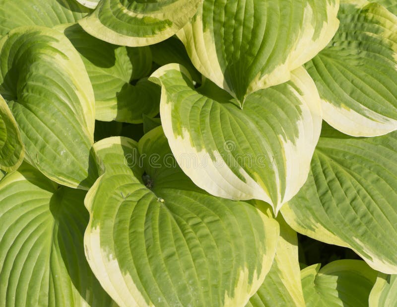 Big Leaves in Garden Close-up Pattern. Texture, Natural. Stock Photo ...