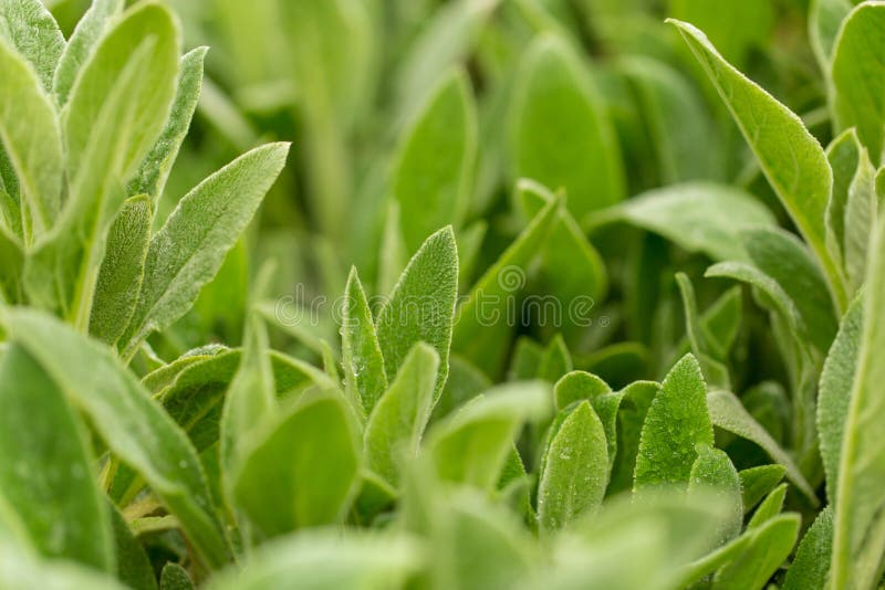 Big Green Leaves on the Grass in Nature Stock Photo - Image of grass ...