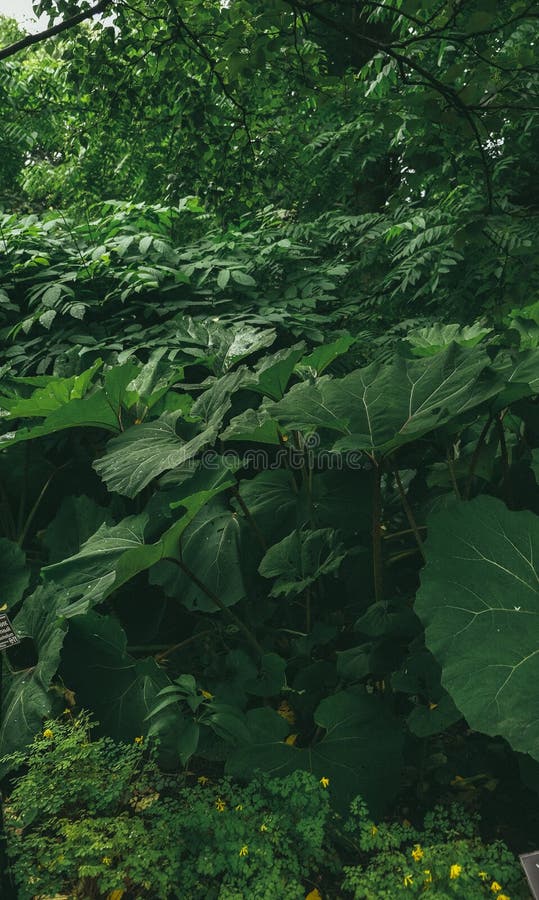 Big Green Leaves Grow in the Forest Stock Photo - Image of summer ...