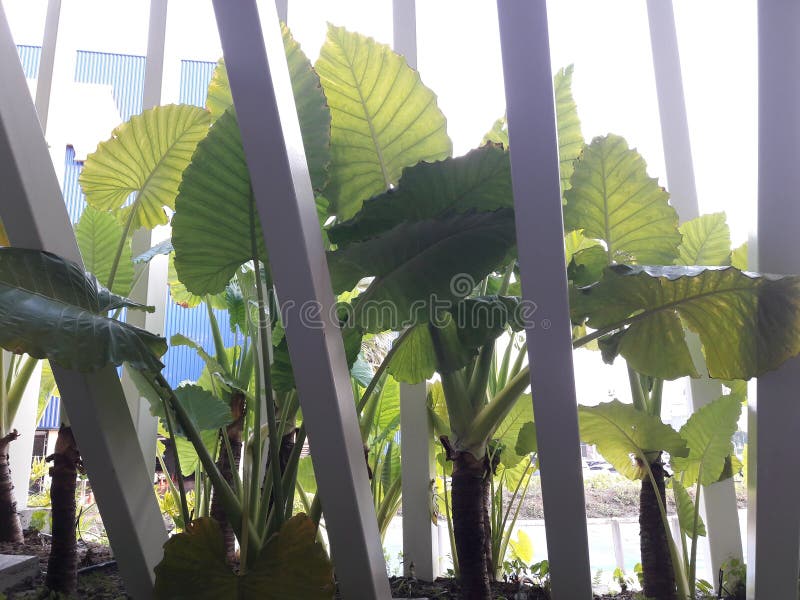 Big green leaves stock photo. Image of summer, plam - 163737840