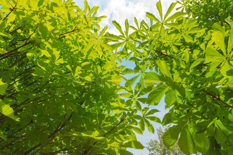Big Green Leaves on the Tree on Sunny Day Stock Photo - Image of leaf ...