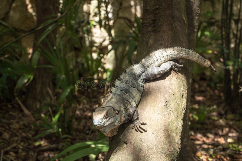 Wild big lizard stock image. Image of rock, jungle, caribbean - 195850279