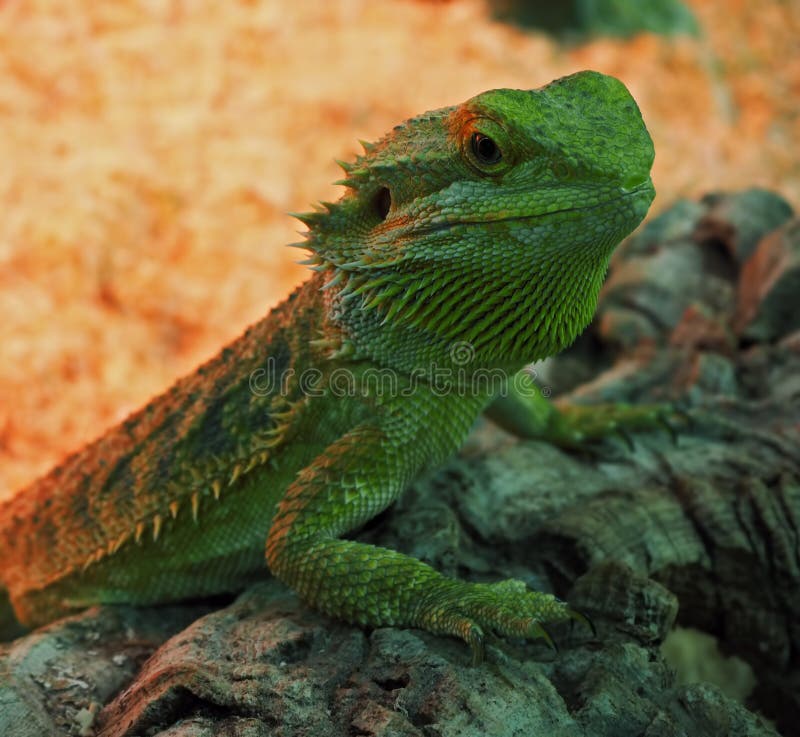 Big green lizard at rock stock image. Image of nature - 84587017