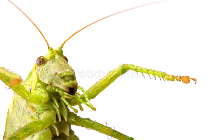 Big green locust stock photo. Image of plants, outdoors - 20702402