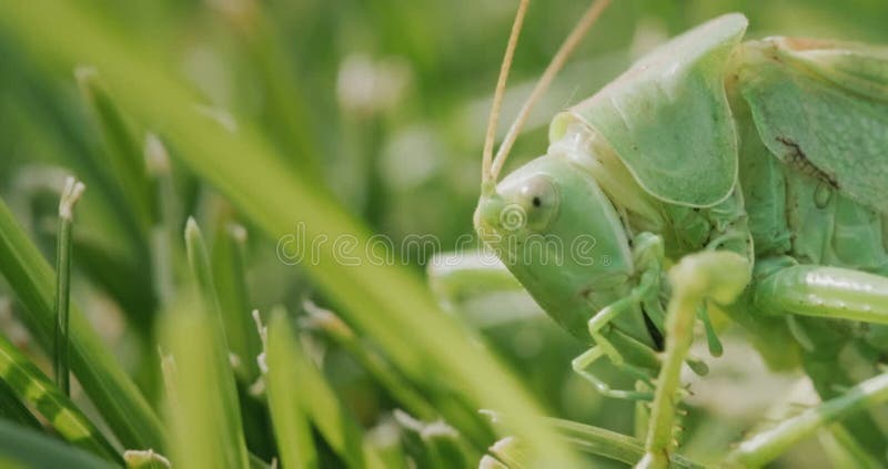 Side View of Big Green Locust Eating Grass, Macro Video Stock Footage ...
