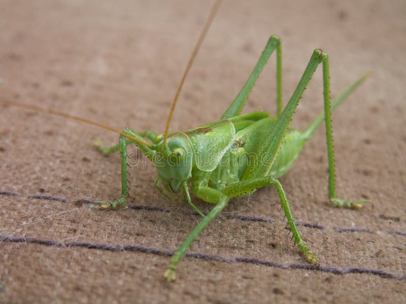 Macro Image of Big Green Locust Stock Photo - Image of invertebrate ...