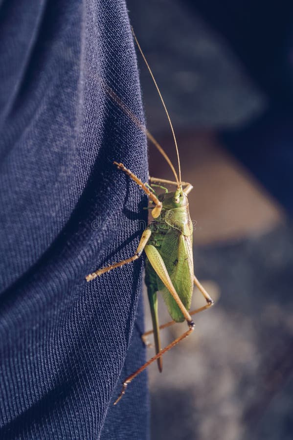 Big Green Locust Sitting on Clothes Stock Photo - Image of cricket ...