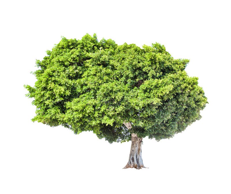 Brain tree stock image. Image of clever, design, idea - 24076691
