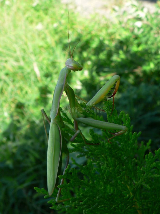 Big Green Mantis in the Grass Stock Photo - Image of herb, grass: 229256220