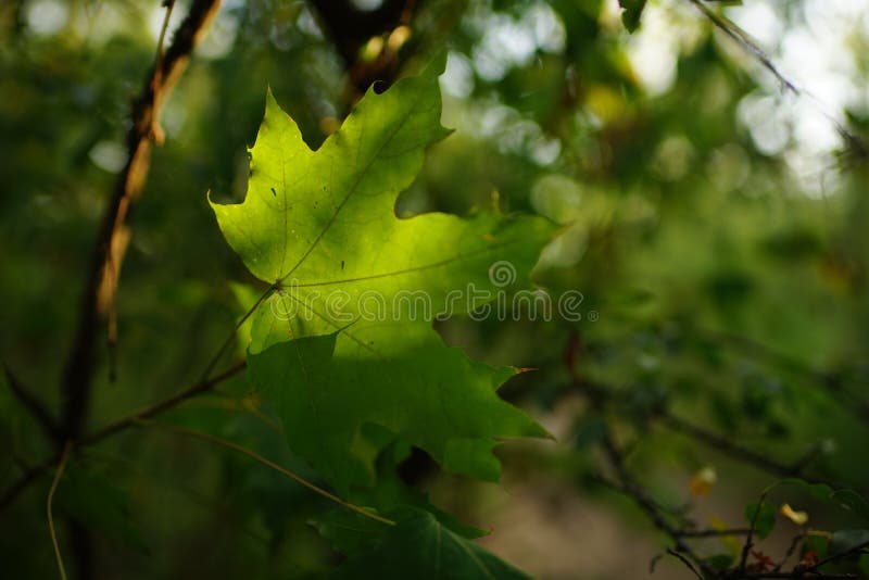 Big Green Maple Leaf with Sunlight, Tree Branch in the Summer Forest ...