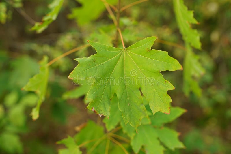 Big Green Maple Leaf on the Tree Branch in the Summer Forest Stock ...
