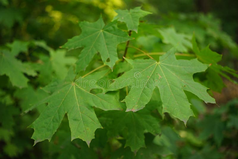 Big Green Maple Leaves on Branch in the Forest Stock Image - Image of ...
